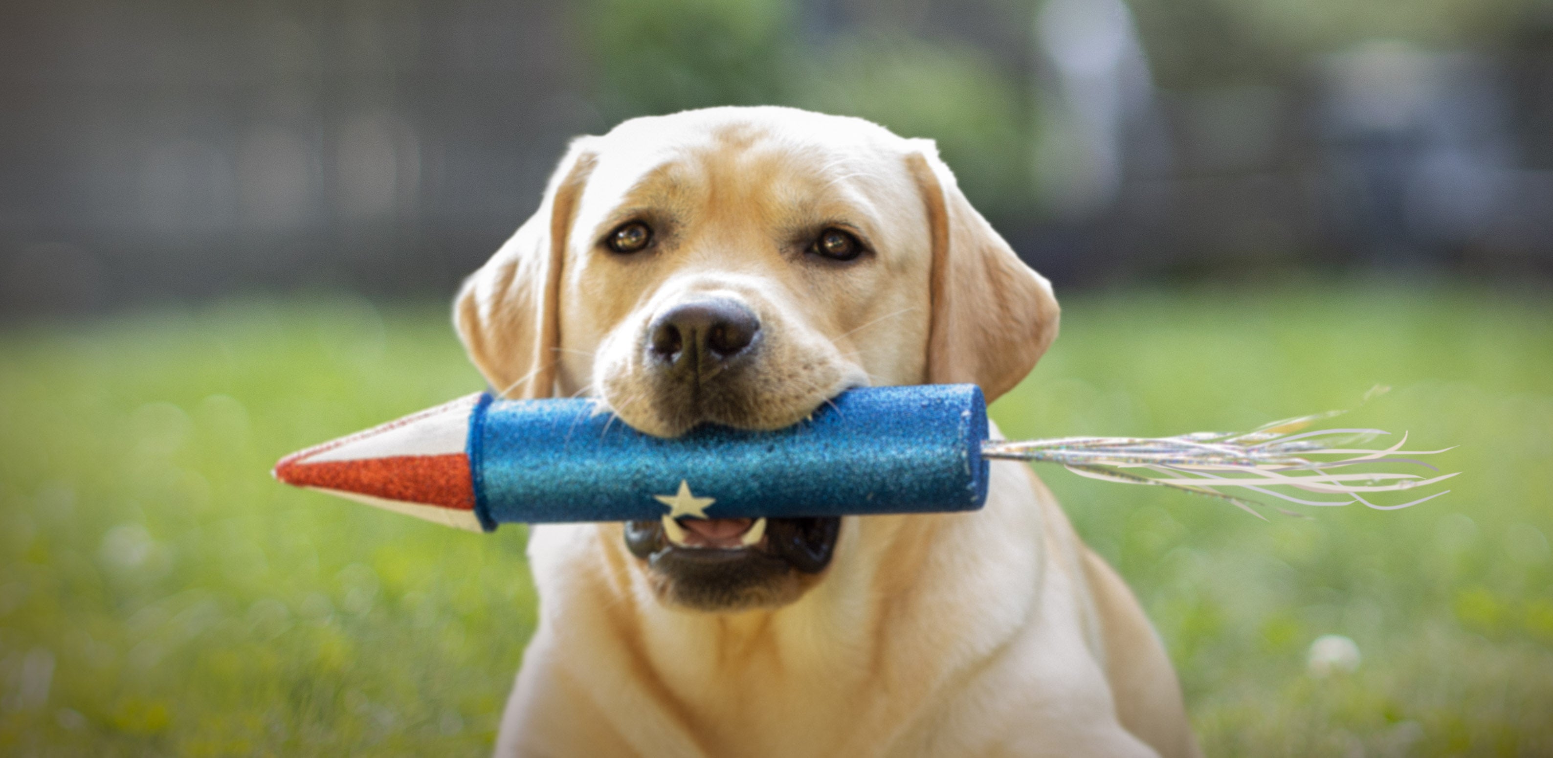 Five Tips to Help Your Scared Dog Deal with Fireworks – Loose Leashes ...