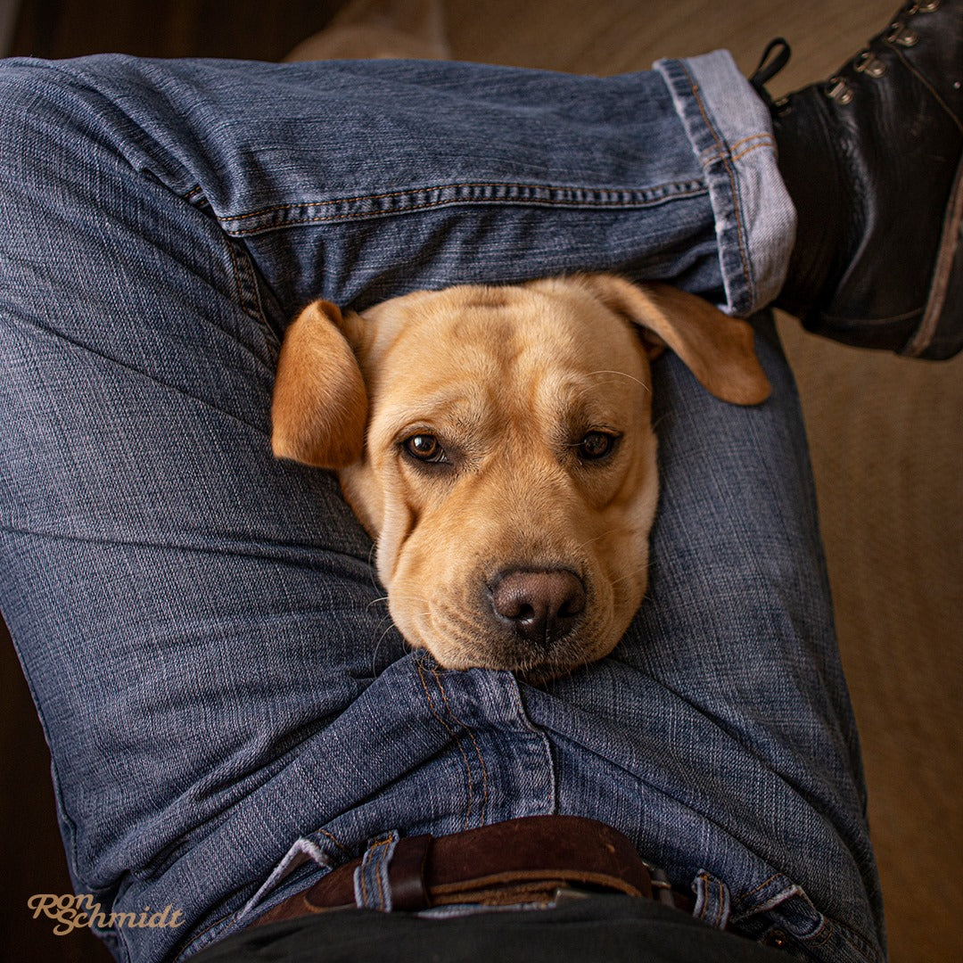 3 Fun Things to Do Inside With Your Dog – Loose Leashes by Ron Schmidt