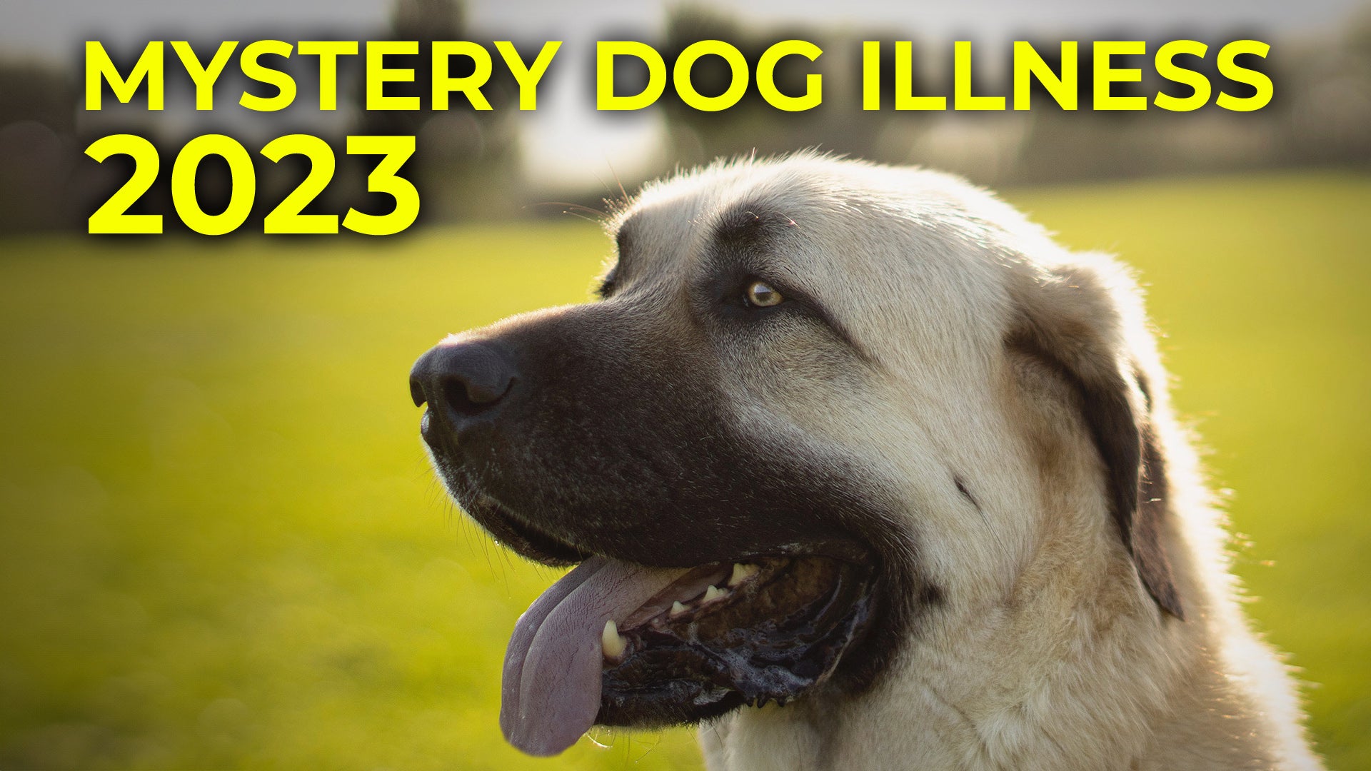 Mysterious Dog Illness Spreading the Country - Our Dog Had It! – Loose ...