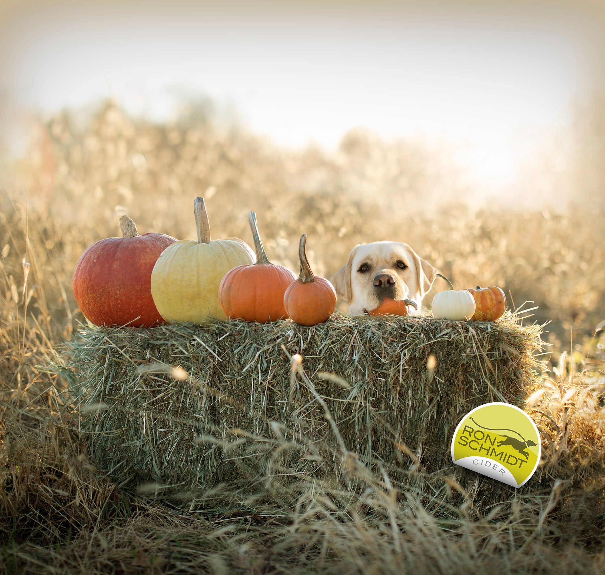 FALL WALL DECOR FOR DOG LOVER - AUTUMN HOME DECORATIONS - PUMPKINS ...