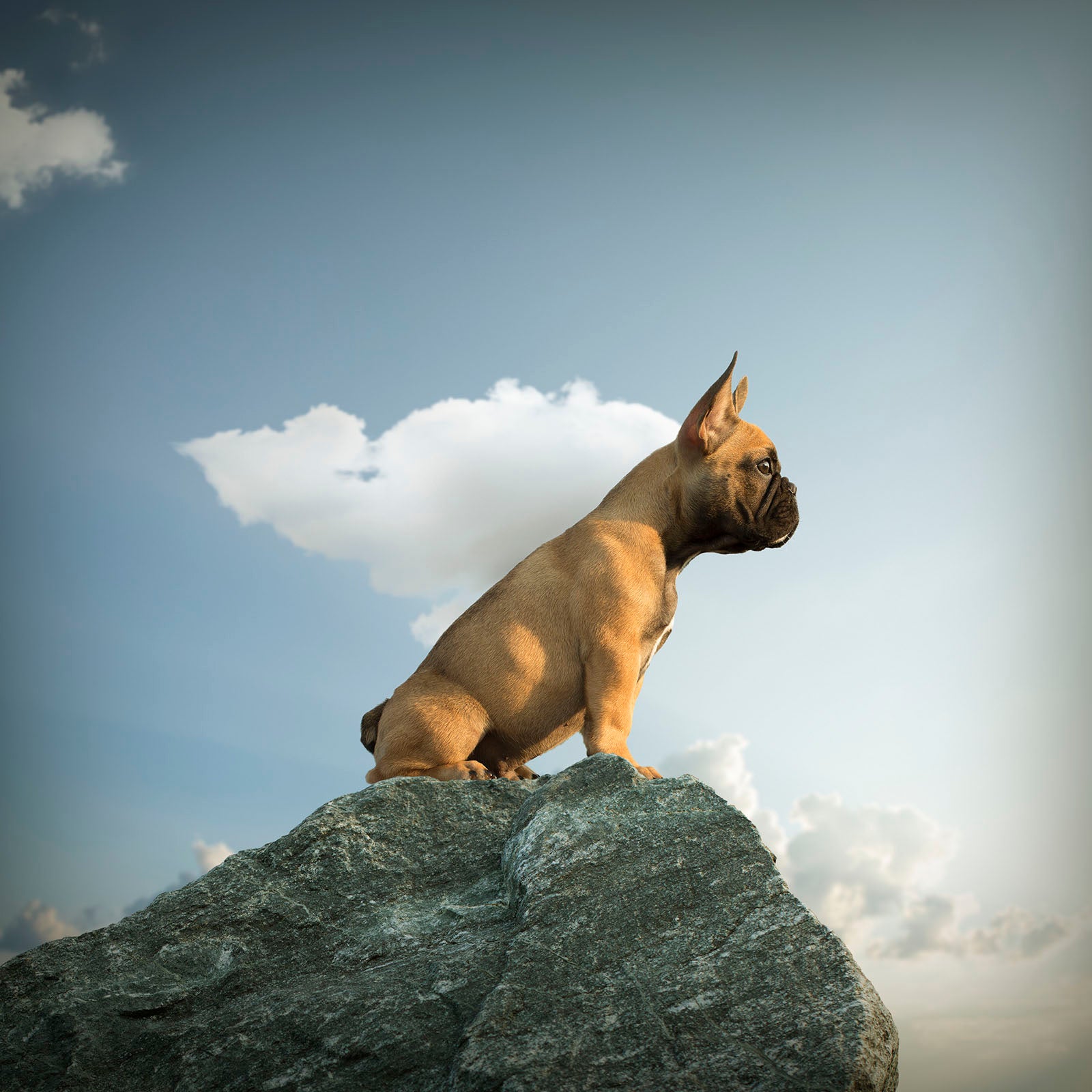 BRUCE Dog Canvas Art Print - French Bulldog Superhero Artwork – Loose ...