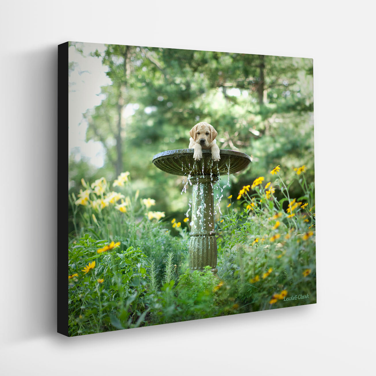 DEWEY Dog Bath Canvas Art Print - Yellow Labrador Puppy Wall Artwork ...