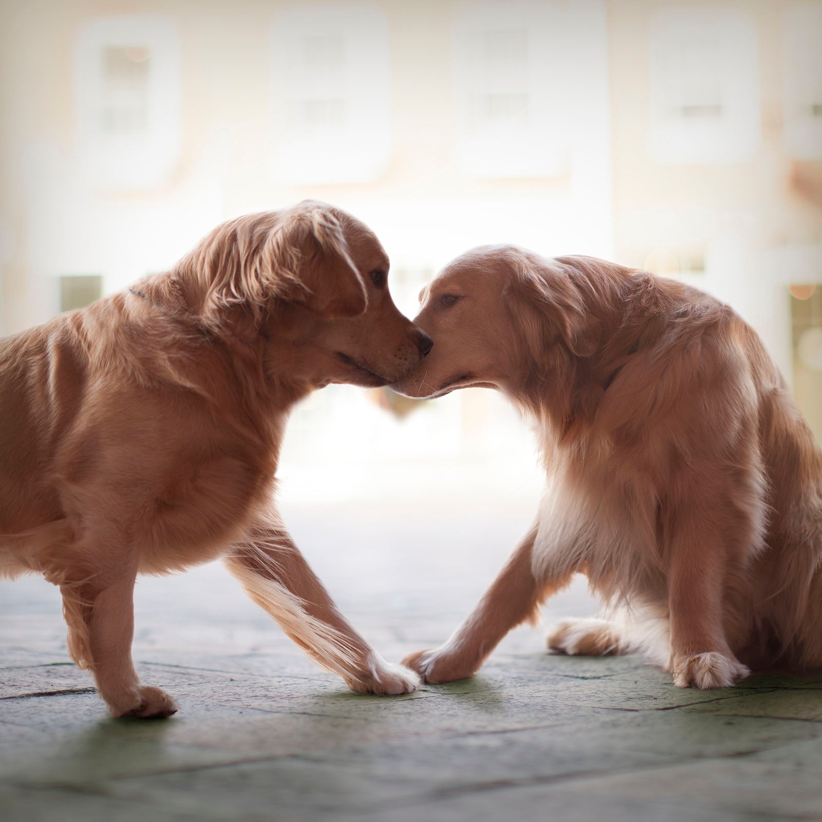 HEART & SOUL Dog Artwork Print - Golden Retriever Wall Decor Art Print ...