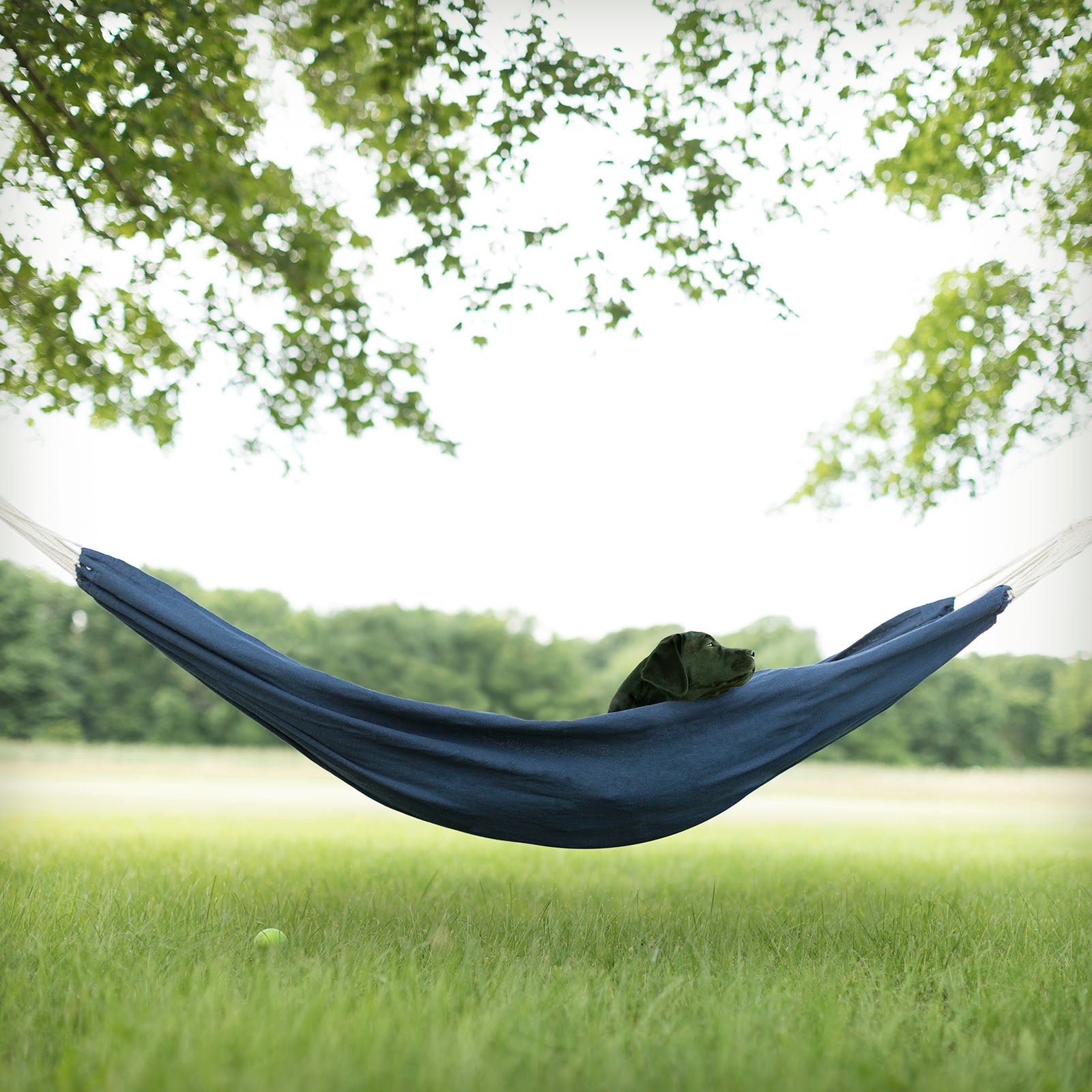 KIP Dog Canvas Art Print - Labrador Puppy Bedroom, Nursery Wall Art ...