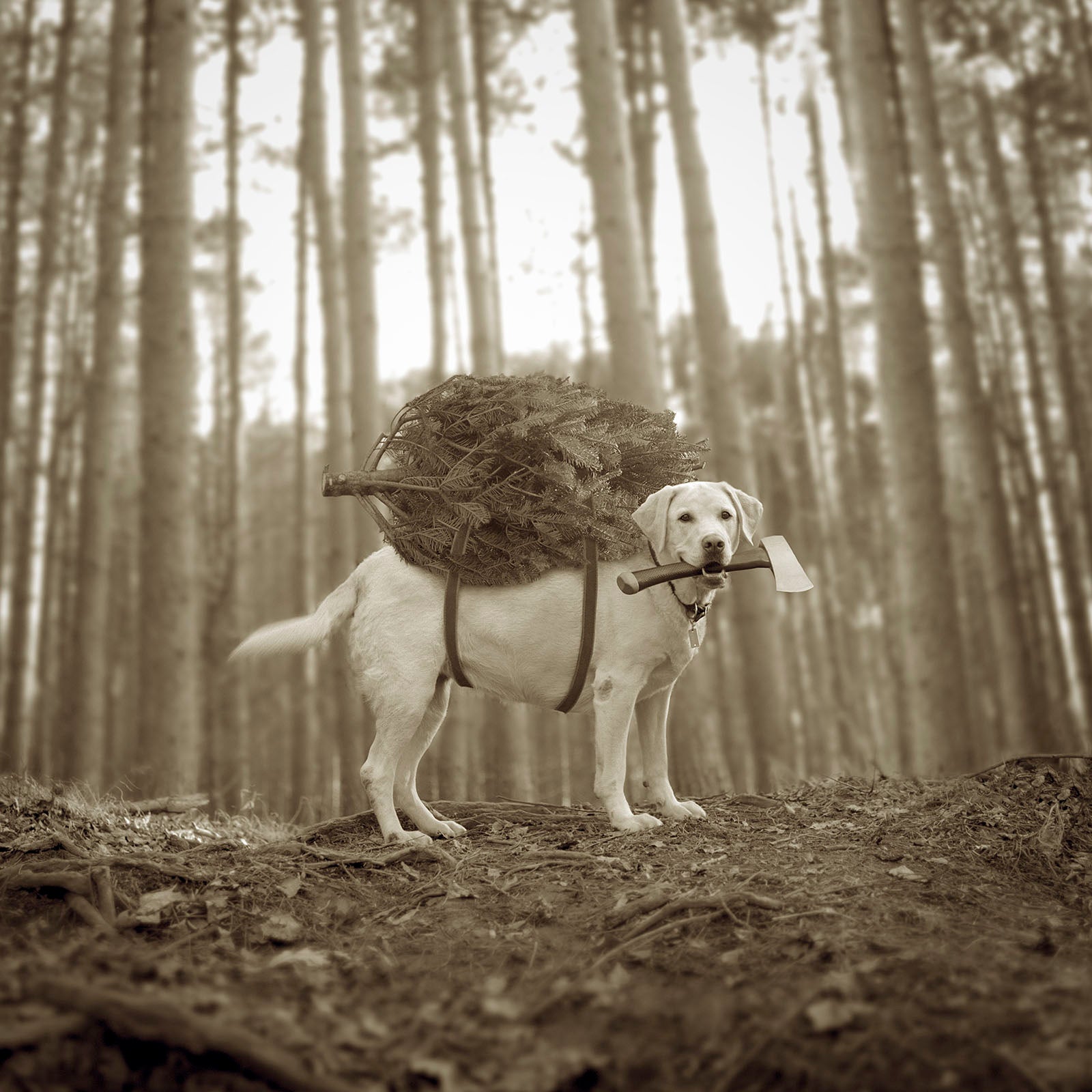 LABERJACK Dog with Tree and Axe - Labrador Fine Art Canvas Print ...