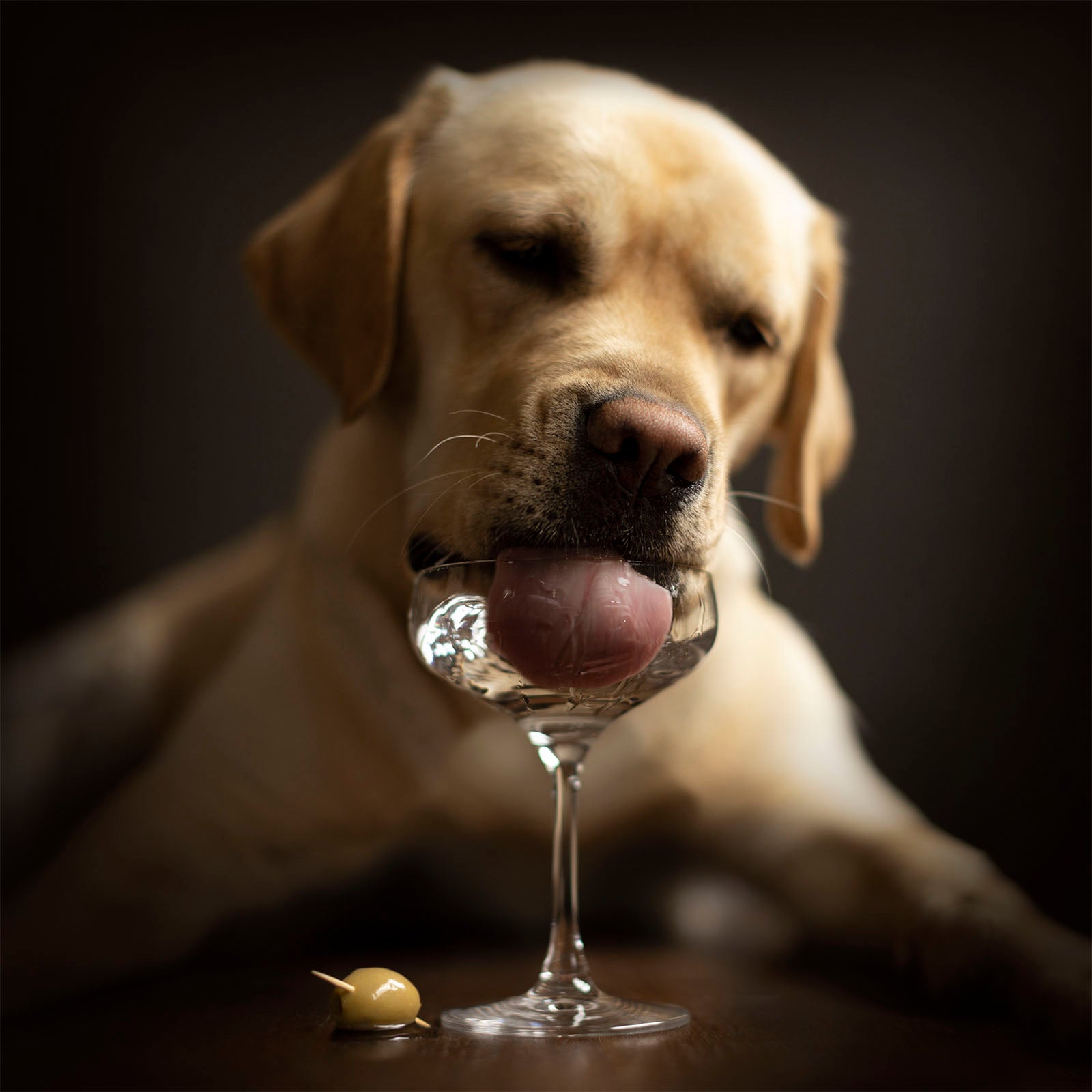 OLIVE Martini Dog Canvas Art Print - Yellow Labrador Bar Wall Art ...