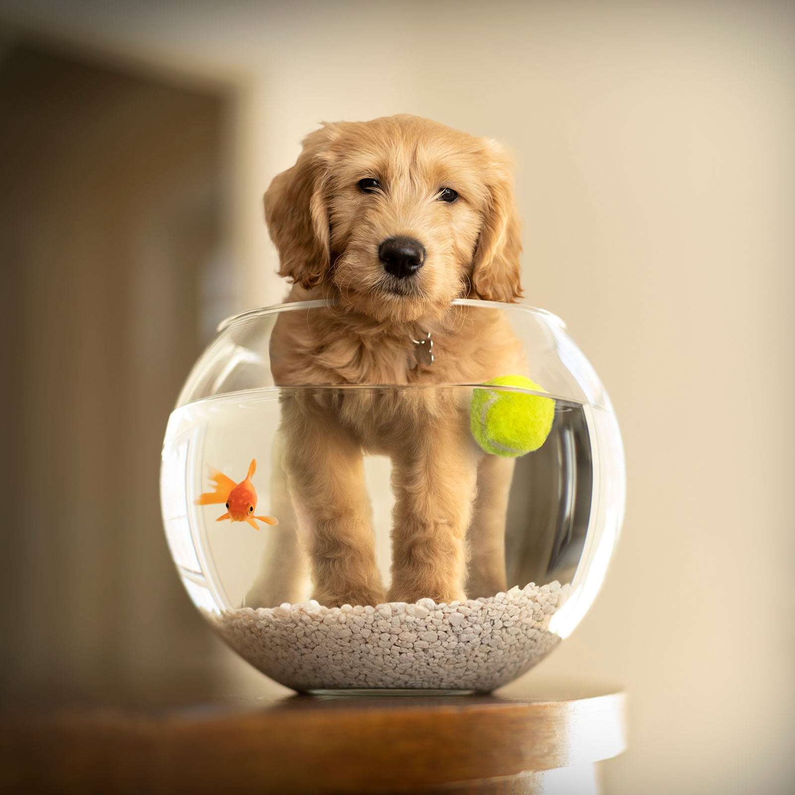 MOBY Dog Goldfish Canvas Art Print - Goldendoodle Wall Decor – Loose ...