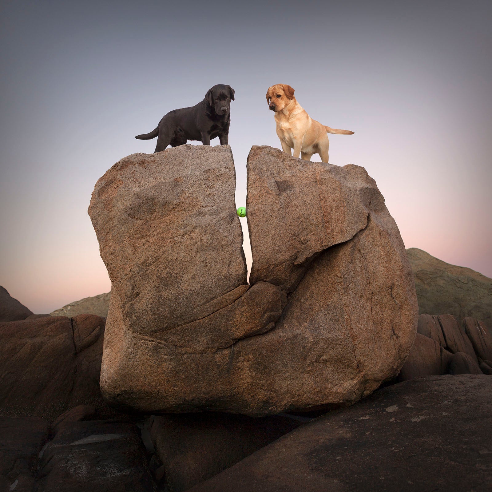 ROCK CANDY Dog Canvas Art Print - Labrador Retreiver Wall Decor – Loose ...