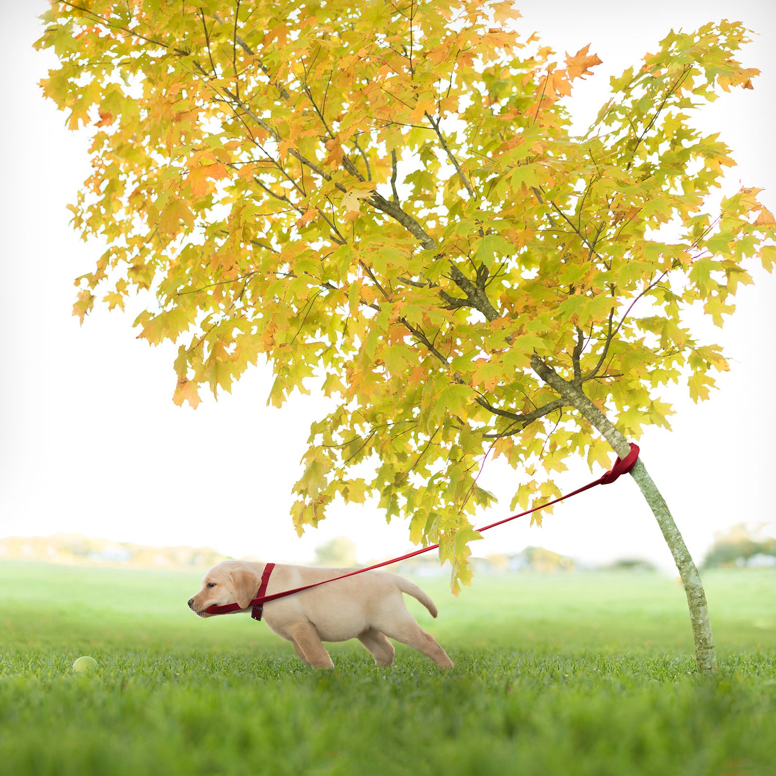 TIMBER Dog Canvas Art Print - Yellow Labrador Tree Wall Art – Loose ...